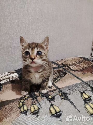 Котенок Мушка в добрые руки