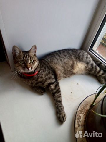 Котейка в длбрые руки
