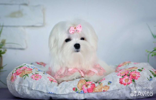 Куколка мальтезе