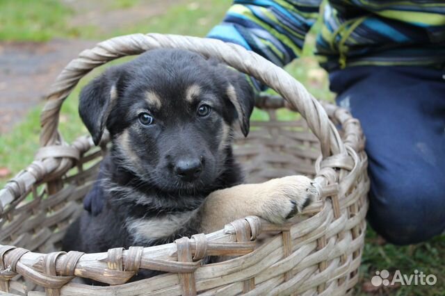 Щенки 2 м. в добрые руки