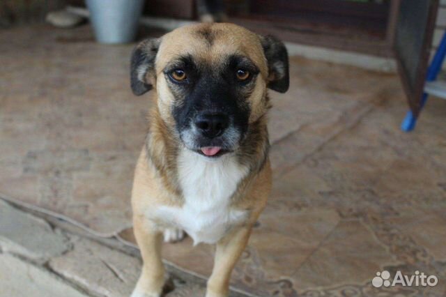 Собачка Дина в добрые руки