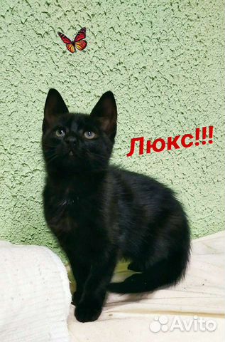 Котёнок Люкс