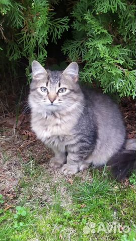 Котёнок (метис сибирской) 3 мес