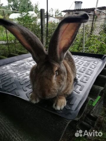 Кролики фландр и ризен