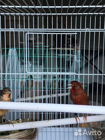 Кенор и канарейка