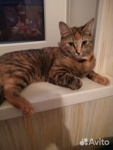 Кошка в дар