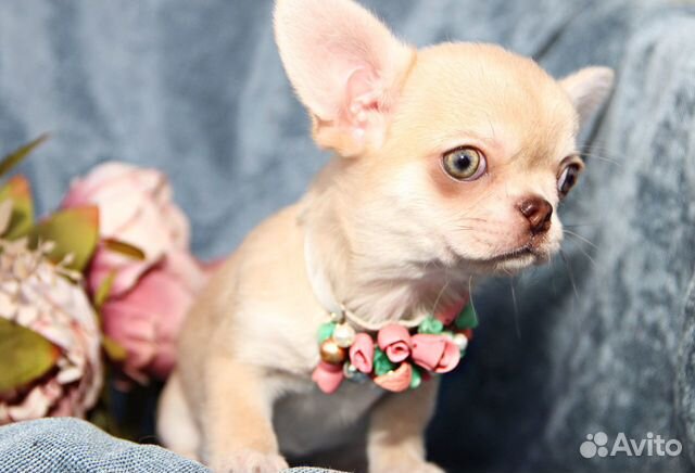 Мисс совершенство