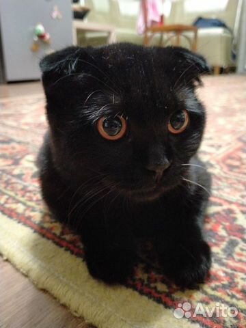 Шотландская кошка