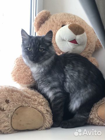 Котята норвежская лесная