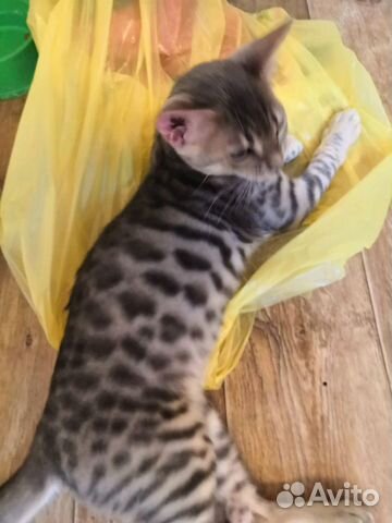 Шикарный голубой бенгал