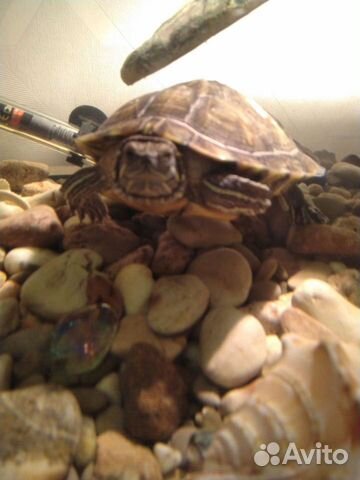 Черепаха водная