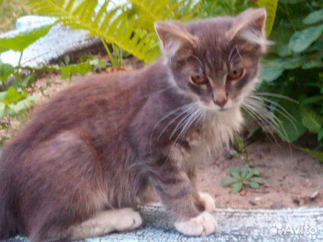 Котята от сибирский кошечки