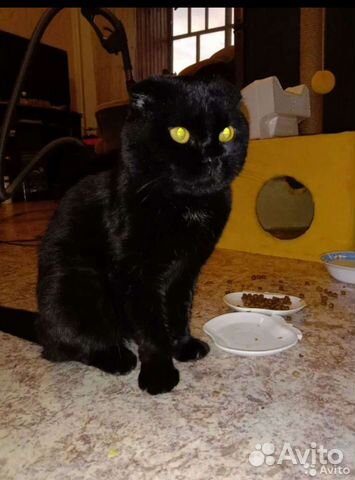 Кошки породистые бесплатно