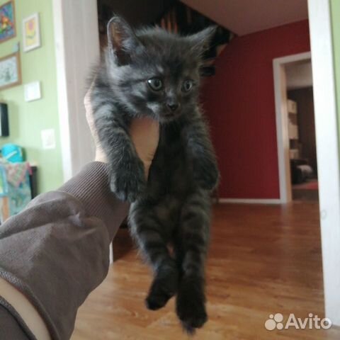 Грустный котёнок