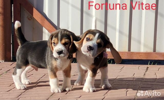 Щенки бигля.Мальчики