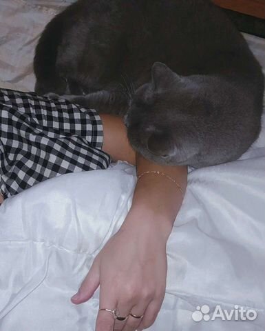 Британская кошка