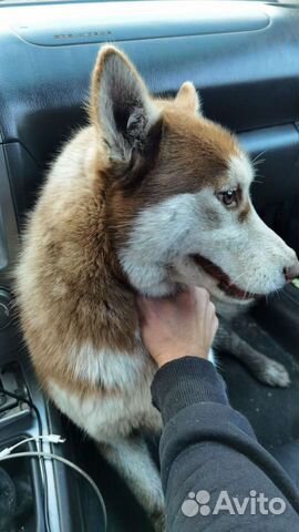 Отдам бесплатно 2 хаске и один маламут