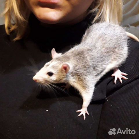 Ручная крыса