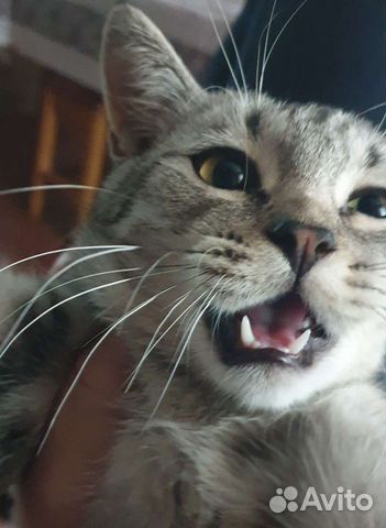 Кошка