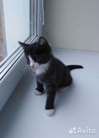 Котик 1,5 месяца