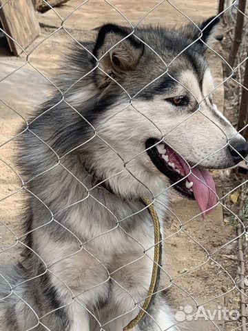 Аляскинский маламут Хаски