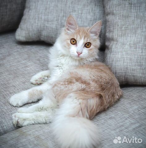 Котик Марик(4,5 мес.) пушистое облачко нежности