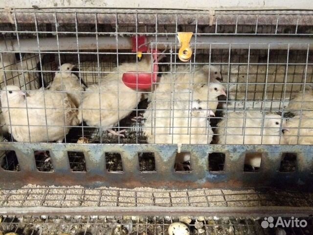 Перепела инкубационное яйцо