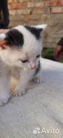 Кошка в дар