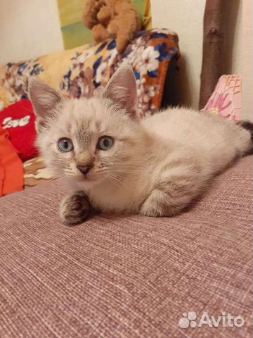 Тайский котенок 1.5мес