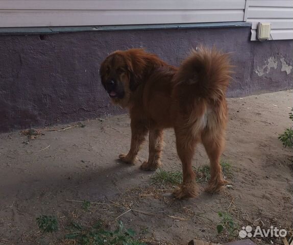 Тибетский мастиф