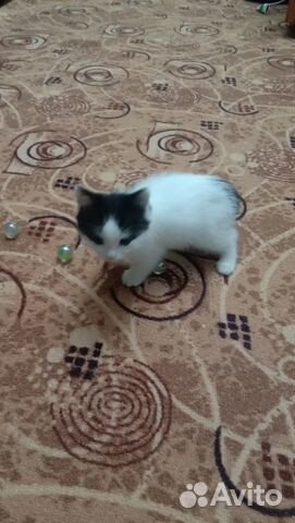 Котята в добрые руки бесплатно