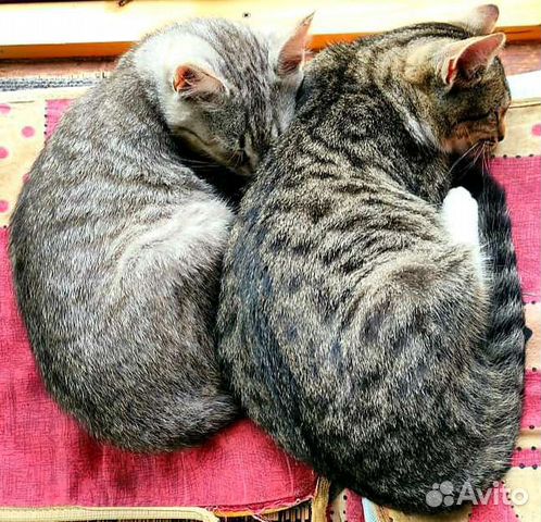Котенок Молодой котики 5 мес Спасение