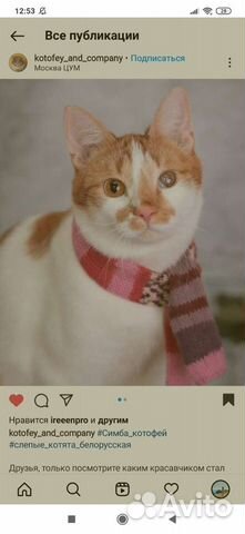 Невероятный рыже-белый кот к удаче