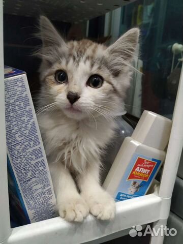 Котёнок Мультик, 3 месяца