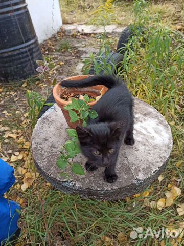 Черный котенок бесплатно