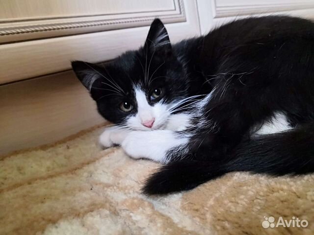 Маленький смешной ласковый "Енот"