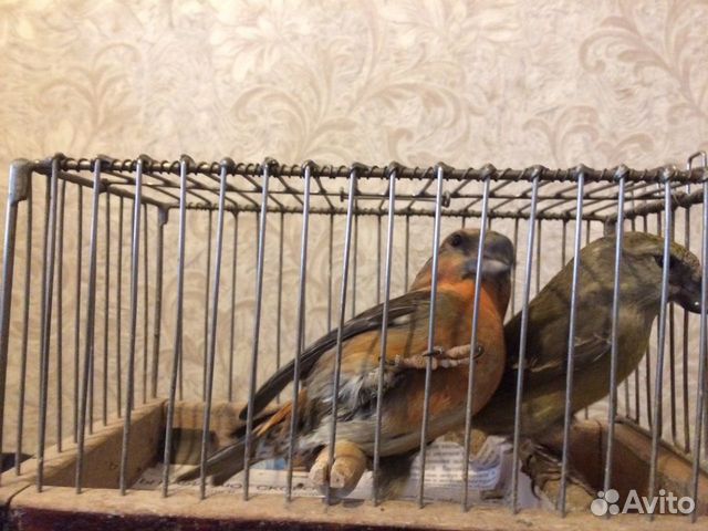 Клест сосновик