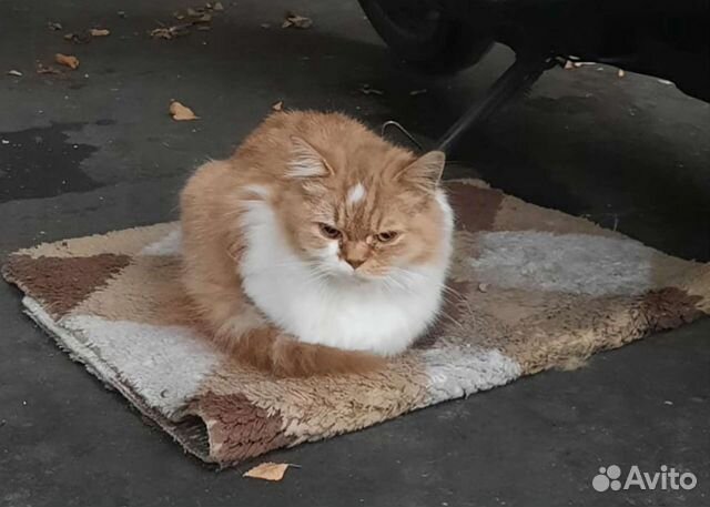 Кошка метис перса,экзота