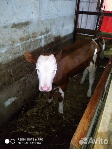 Тёлка 2 месяца