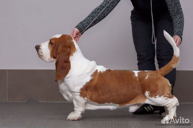 Щенки бассет хаунд