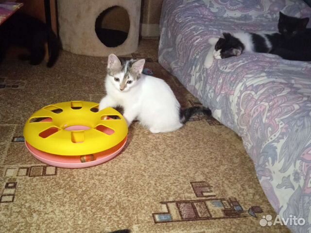 Котята в добрые руки