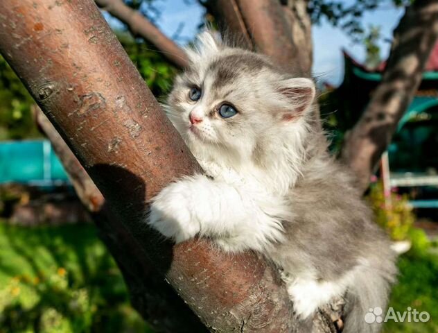 Британский котёнок