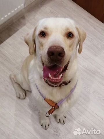 Палевый лабрадор Бобби ищет своих люей