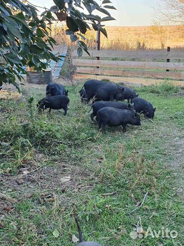 Вьетнамск вислобрюхий поросенок