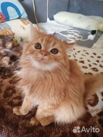Кошка британский котик
