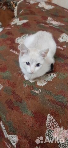Я маленький котёнок