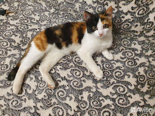 Котенок девочка