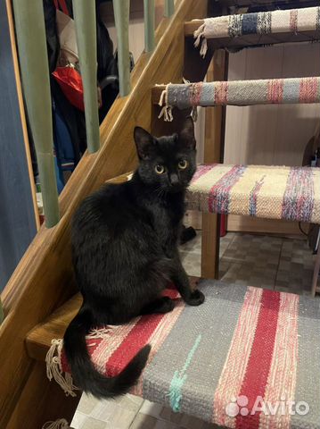 Котенок, девочке около 4 месяцев