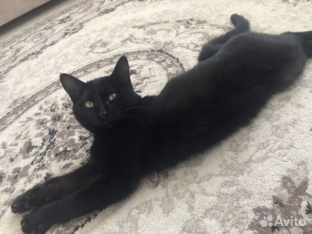 Кот черный 5 мес