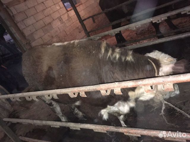 Бык откормочный